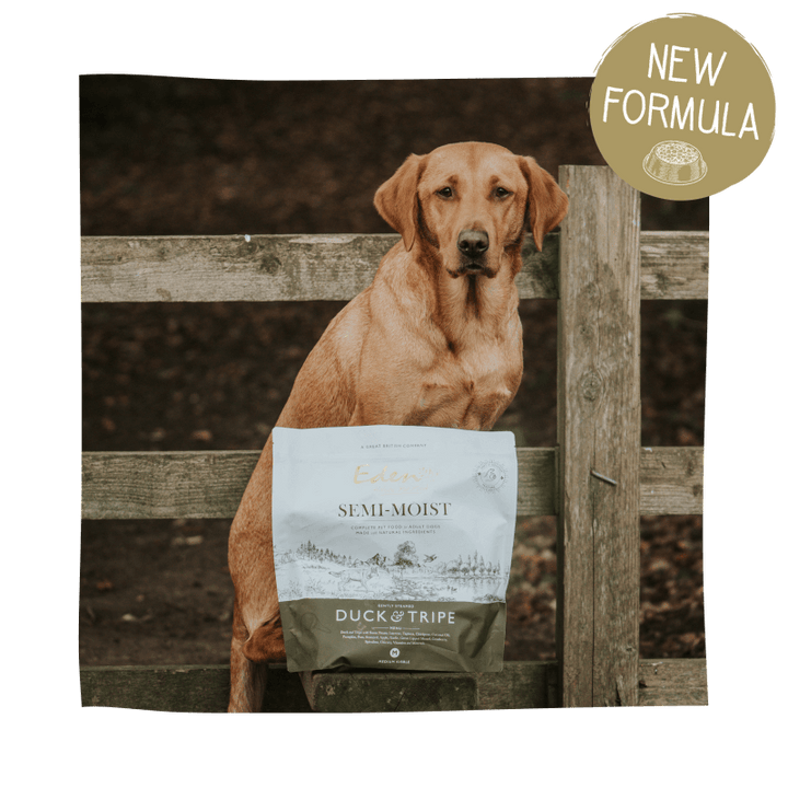 HG Pets Independent Pet Shop & Groomers – HG PETS