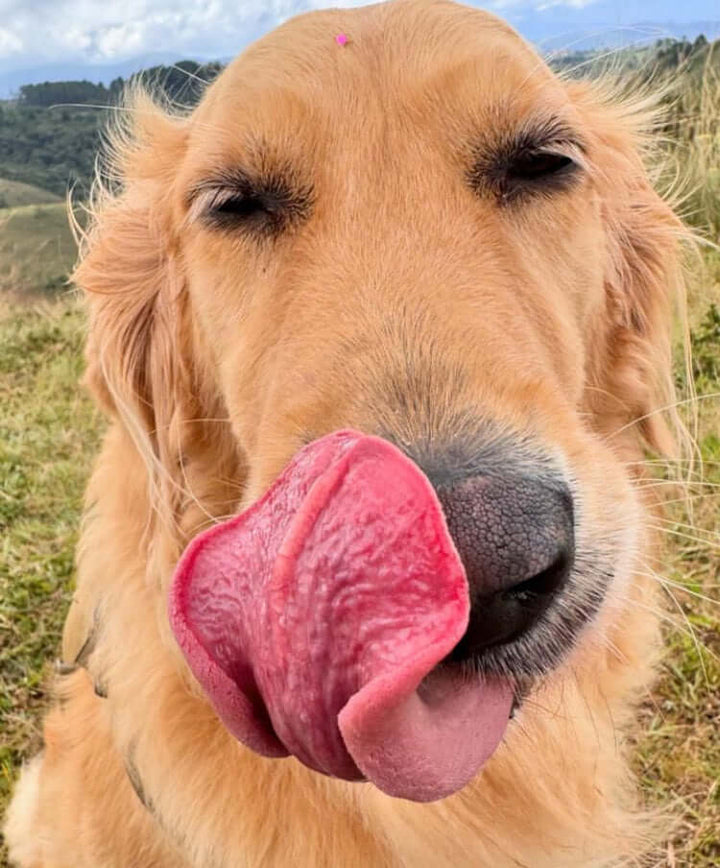 HG Pets Independent Pet Shop & Groomers – HG PETS