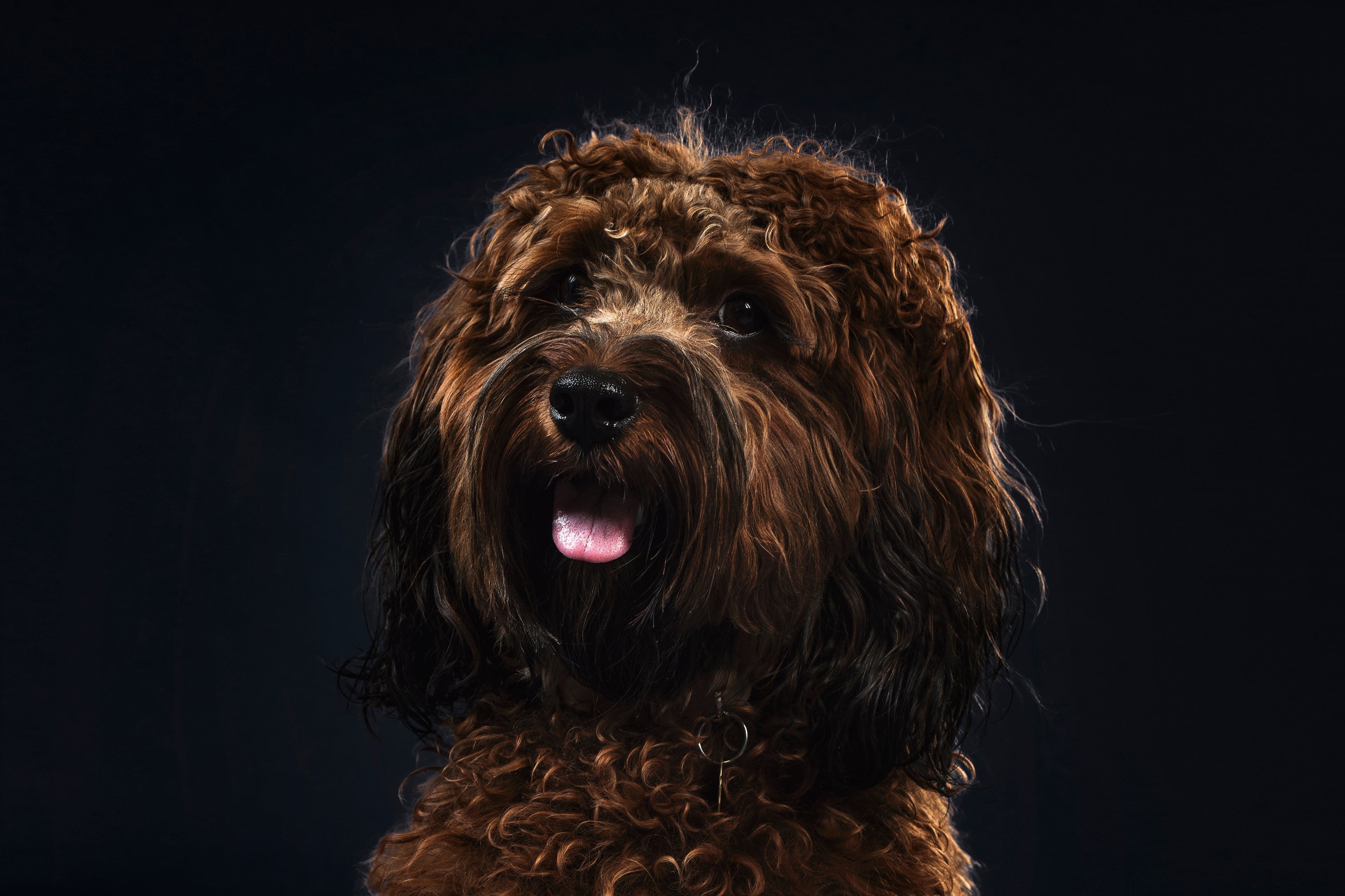 HG Pets Independent Pet Shop & Groomers – HG PETS